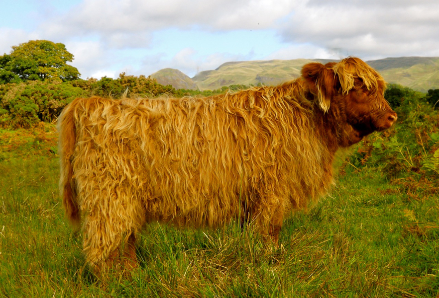 Angus Mor of Glengoyne, Highland Bull | Scottish Genetics