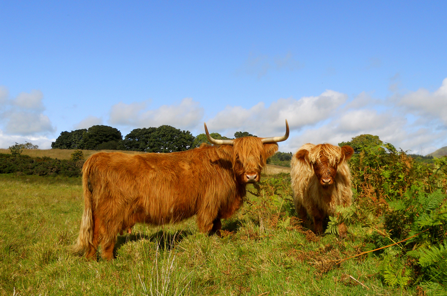 Angus Mor of Glengoyne, Highland Bull | Scottish Genetics