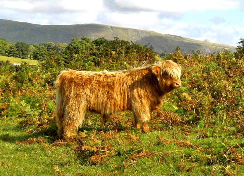 Angus Mor of Glengoyne, Highland Bull | Scottish Genetics